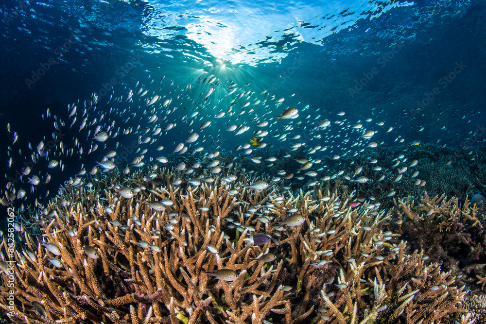 Chromis damselfish (Chromis sp.) shoal swimming over coral garden with ...