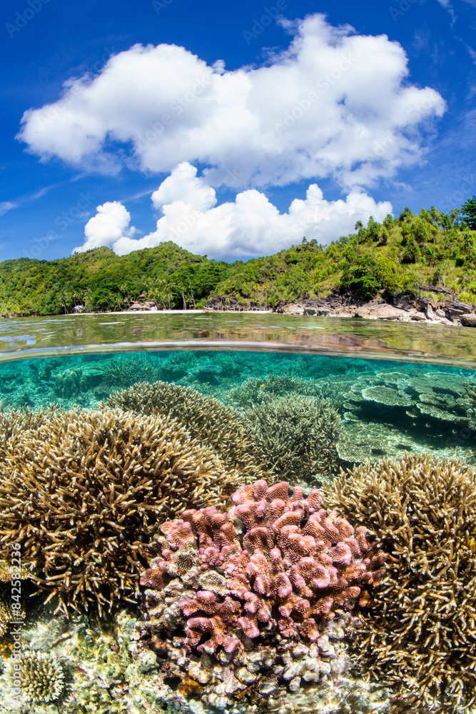 Split level view of hard coral garden (including Acropora sp. and ...
