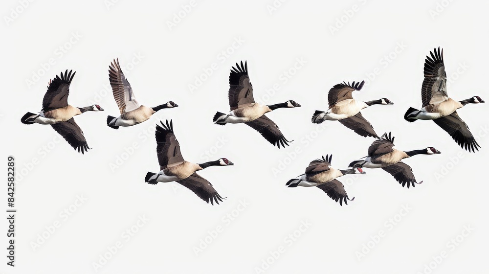 - High-resolution transparent PNG of flying geese., Sharp focus graphic ...