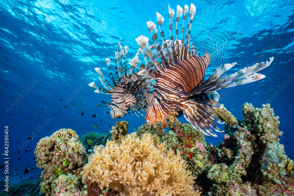 Lionfish (Pterois volitans) pair patrolling a coral reef at sunset ...