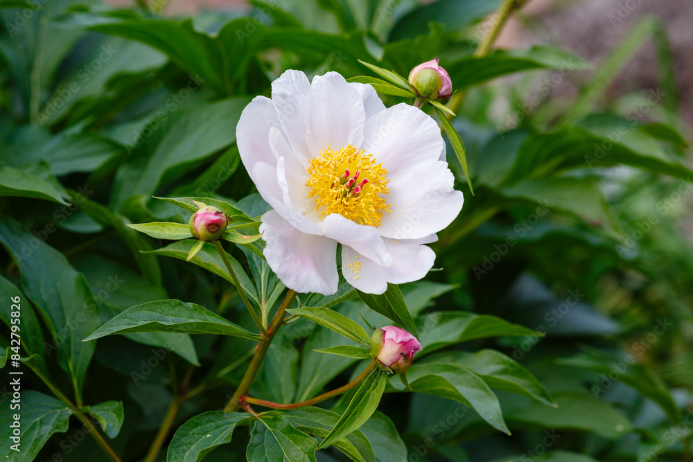 Peony 'Nymphe' is a variety of milk—flowered peony (Paeonia lactiflora ...