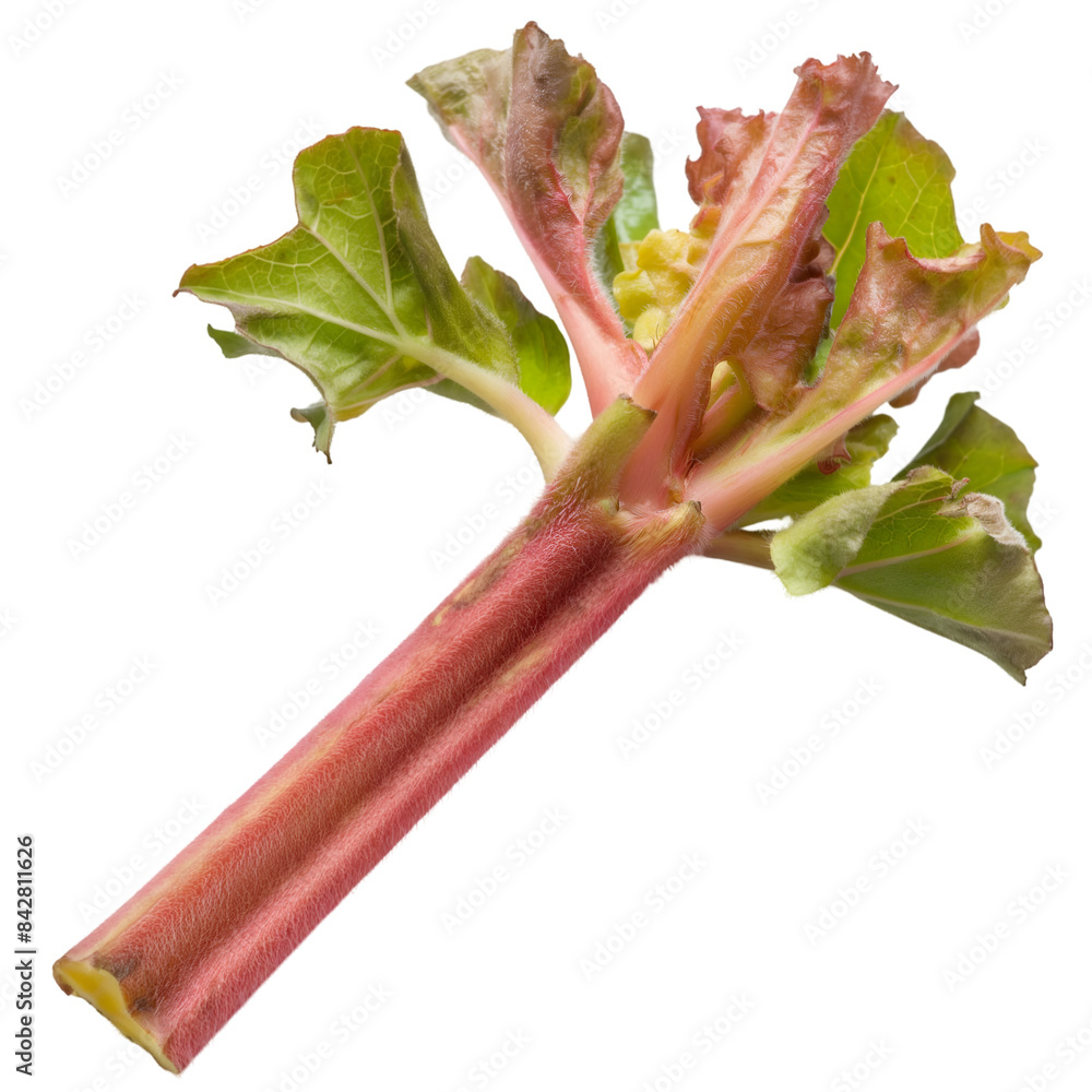 Alaska wild rhubarb, Plant, Isolated on Transparent Background, Graphic ...
