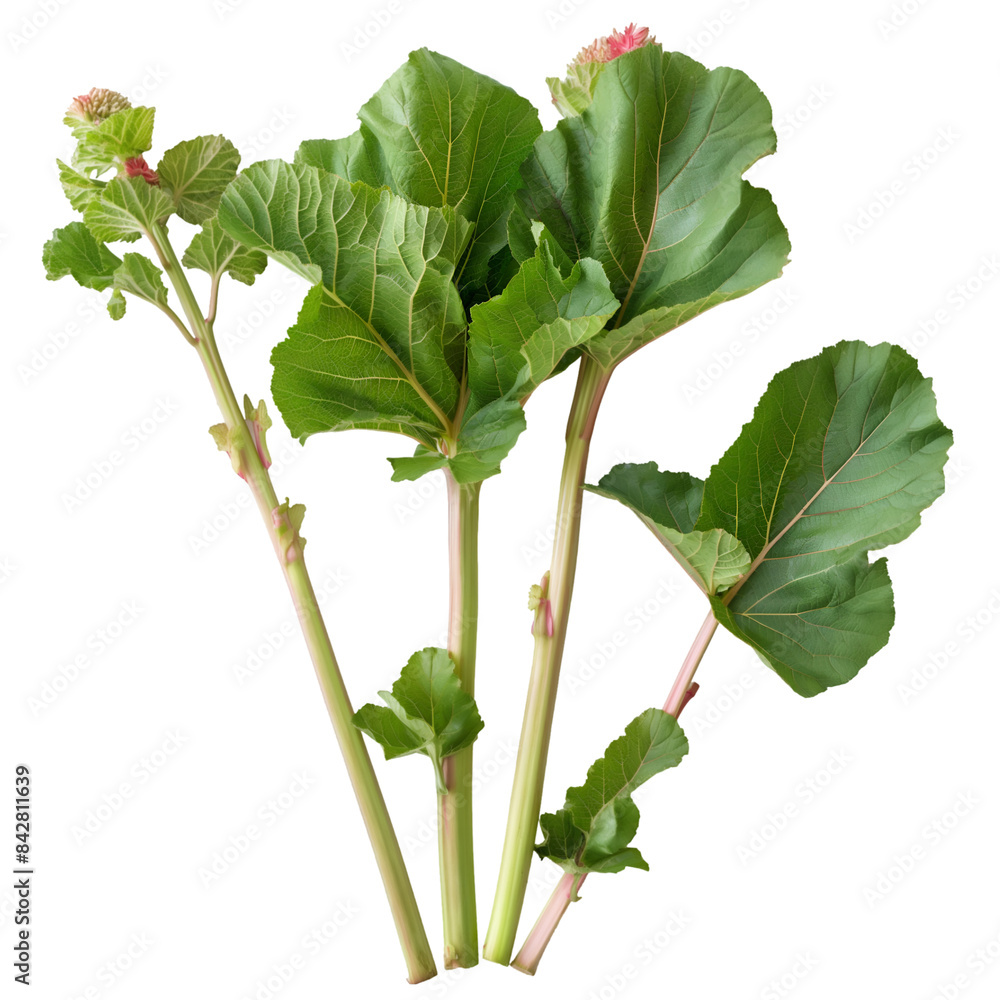 Alaska wild rhubarb, Plant, Isolated on Transparent Background, Graphic ...