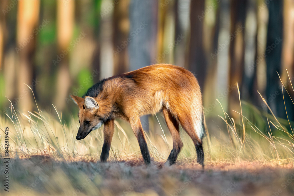 A rare Guará Wolf (Chrysocyon brachyurus), rare wild animal typical of ...