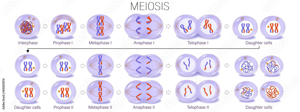 Diagram of Meiosis vector. Meiosis I and Meiosis II. Crossing over. Prophase, Metaphase ...