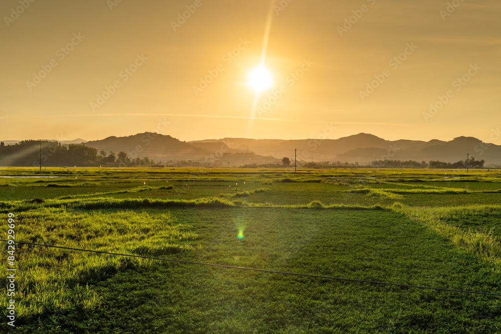 View of rice field in Phu Yen, Vietnam. Rice production in Vietnam in ...