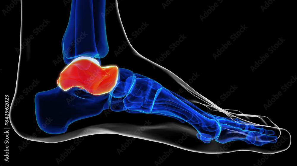 Medial view of talus bone foot bones anatomy for medical Concept 3D ...