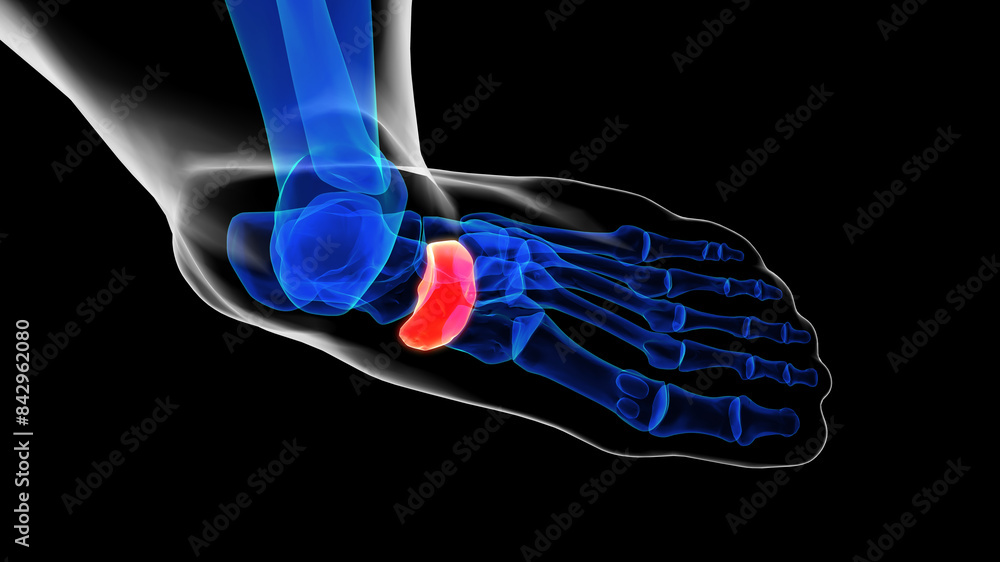 Dorsal view of foot bones navicular bone anatomy for medical Concept 3D ...