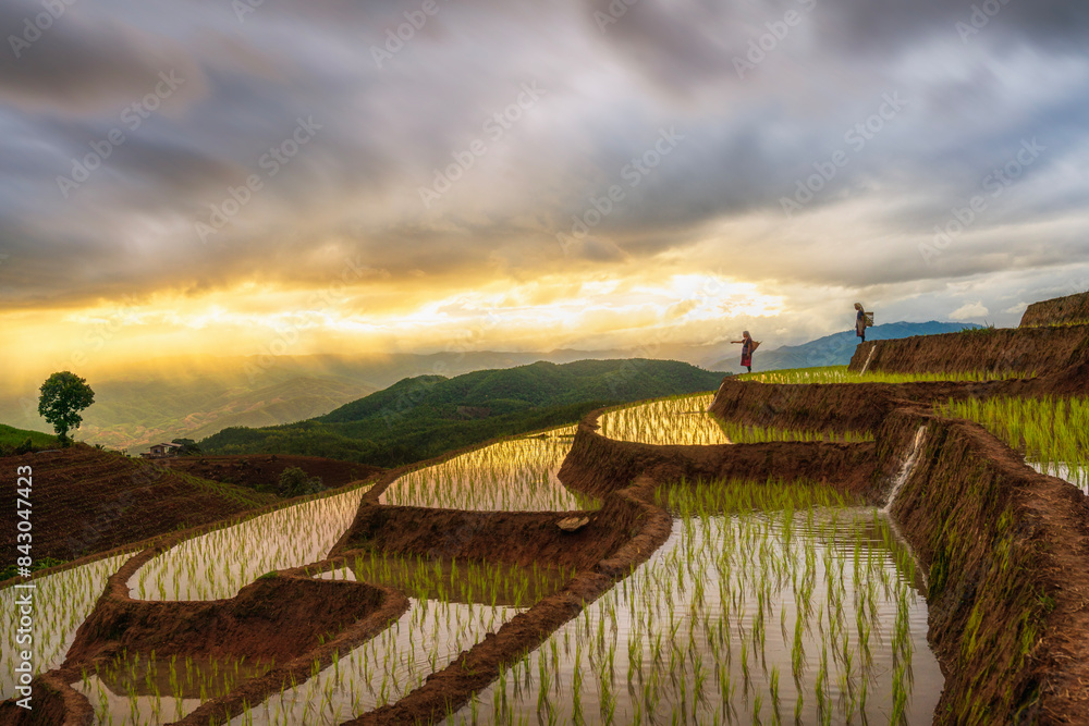Farmers farming using finger point. Farmers grow rice in the rainy ...