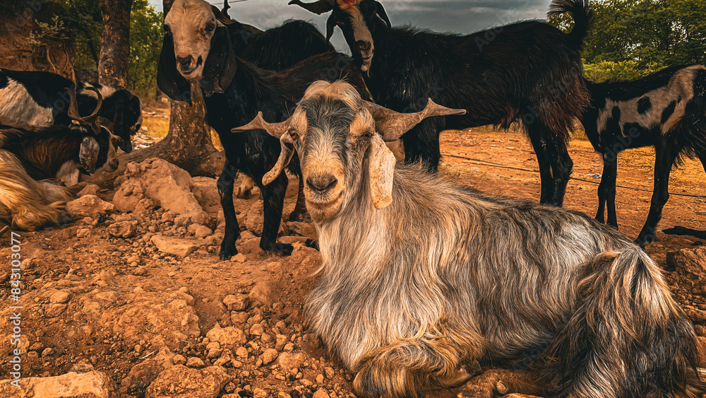Beautiful domestic animals for sale in livestock market for Eid-al-Adha ...