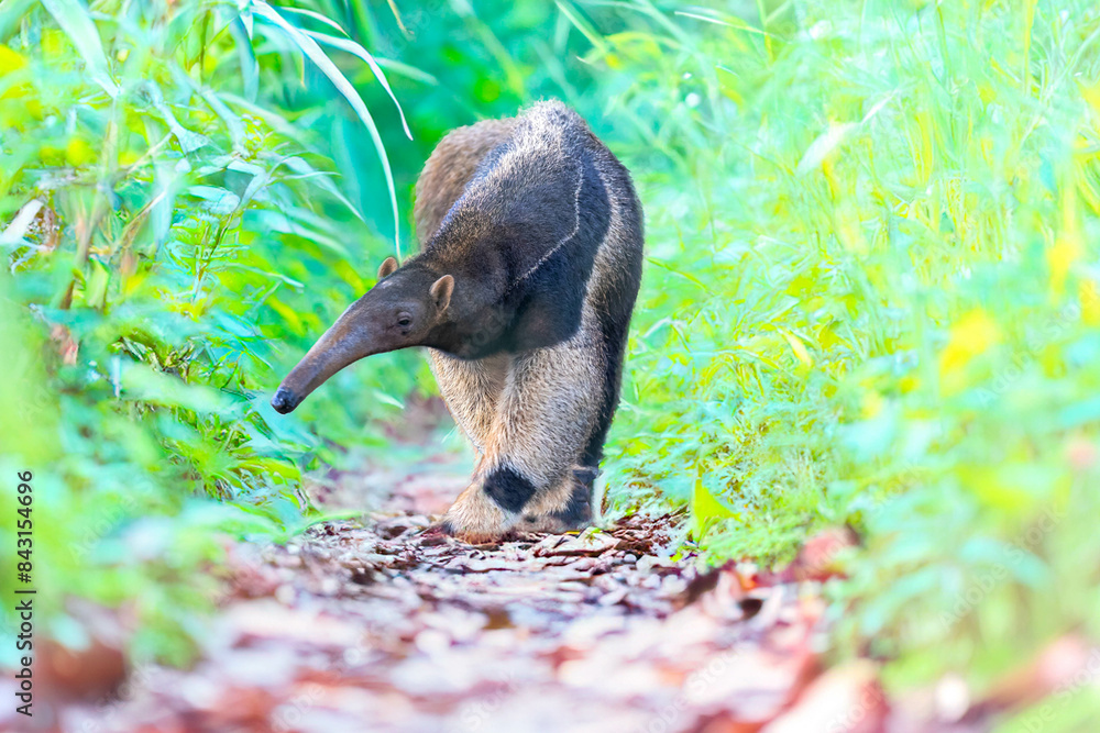 Rare South American animal known as the giant anteater. Special photo ...
