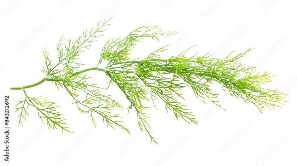 Fresh sprig of green Dill Anethum graveolens and vegetable fennel twig ...