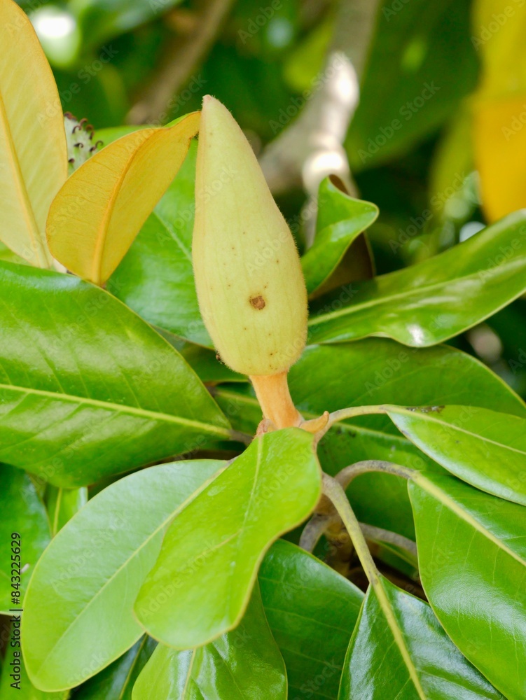 Flowering southern magnolia or bull bay (Magnolia grandiflora), is a ...