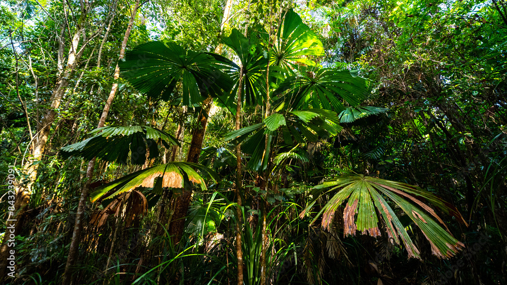 famous fan palms in the daintree rainforest, unique vegetation in the ...