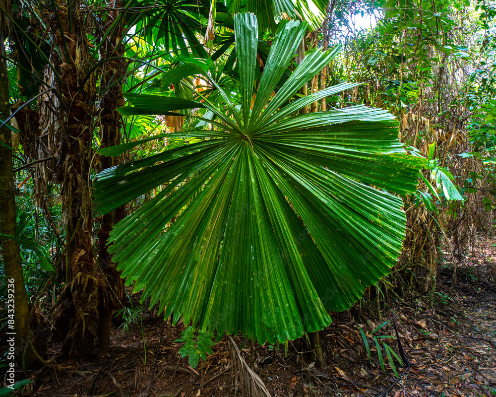famous fan palms in the daintree rainforest, unique vegetation in the ...