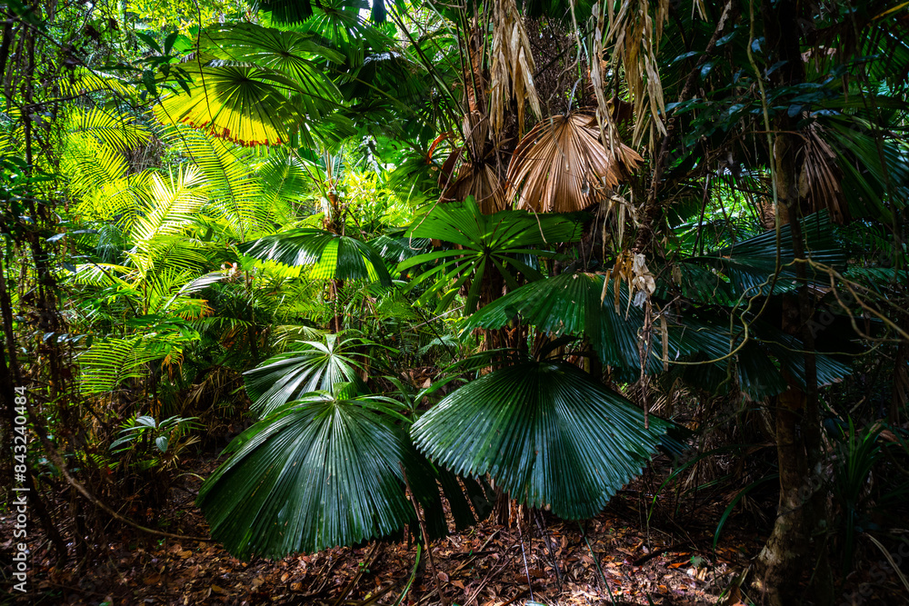 famous fan palms in the daintree rainforest, unique vegetation in the ...