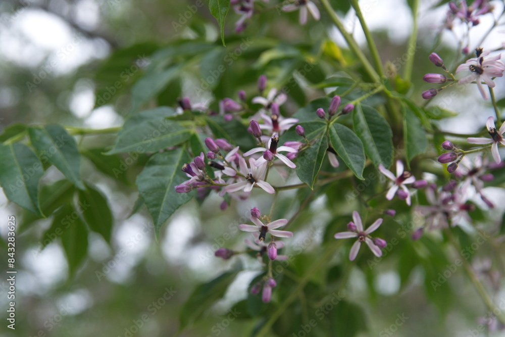 Blossom of Melia azedarach, ornamental decorative tree, commonly known ...