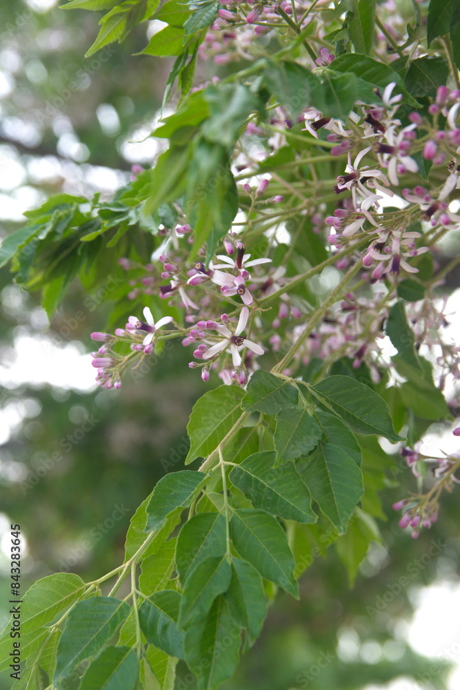 Blossom of Melia azedarach, ornamental decorative tree, commonly known ...