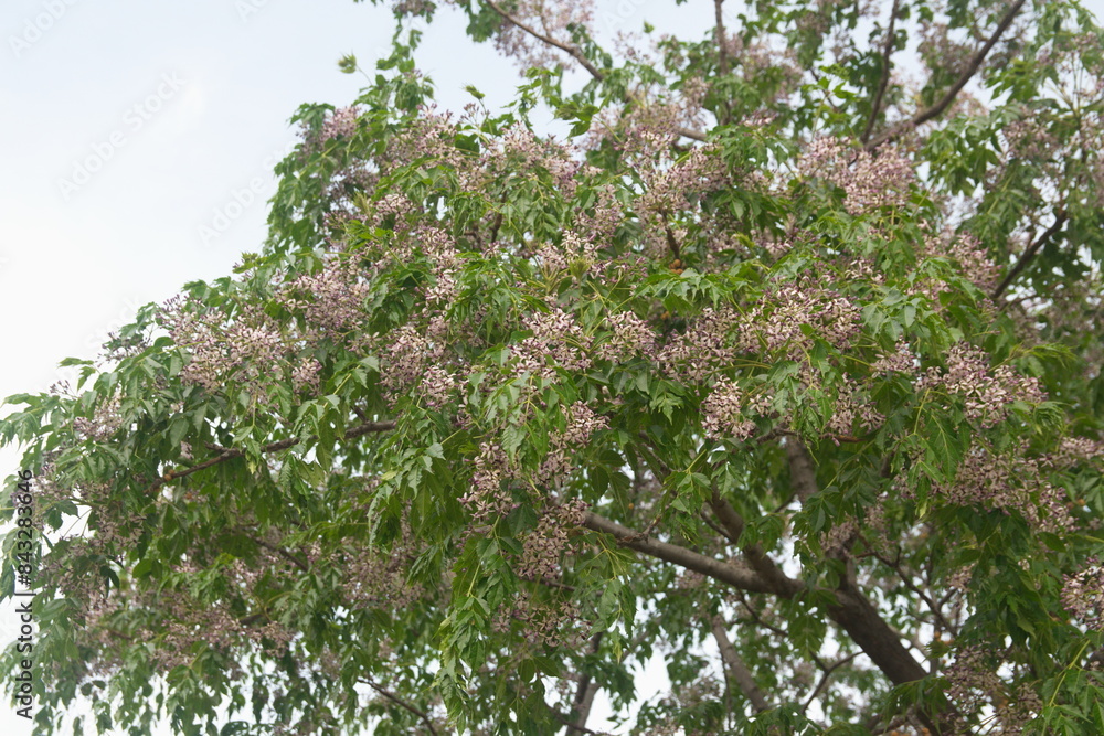 Blossom of Melia azedarach, ornamental decorative tree, commonly known ...
