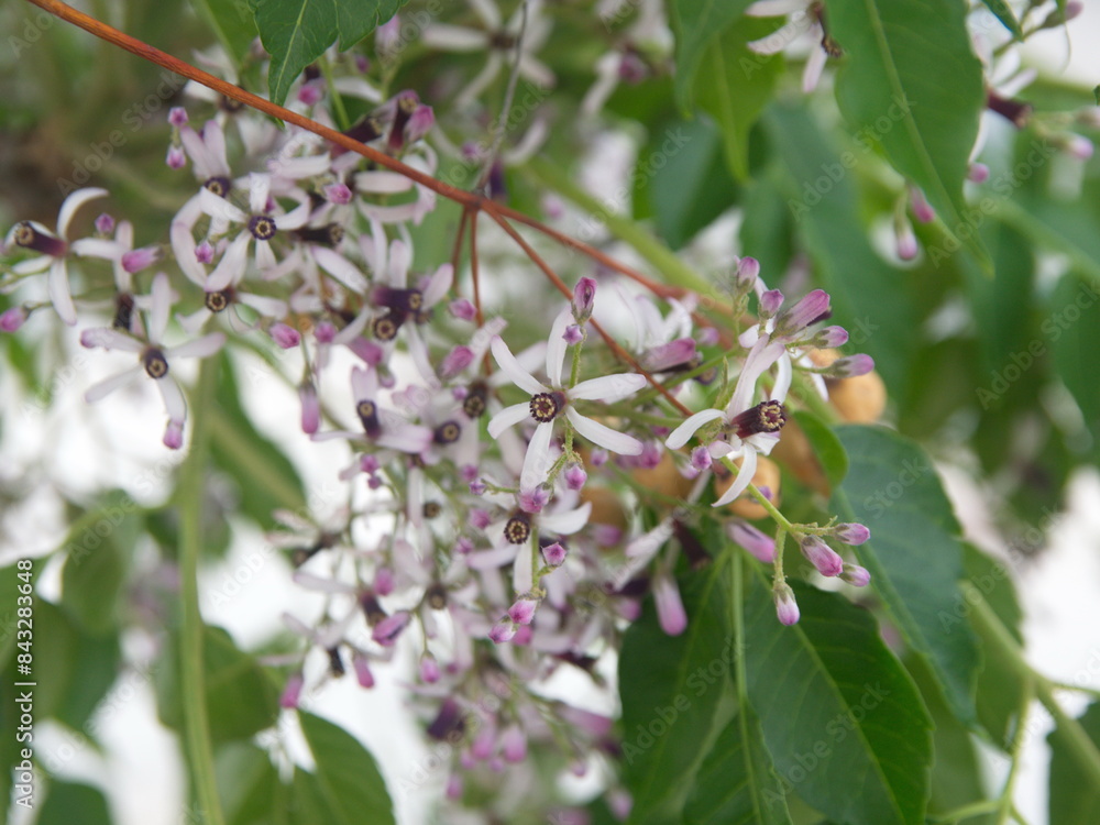 Blossom of Melia azedarach, ornamental decorative tree, commonly known ...