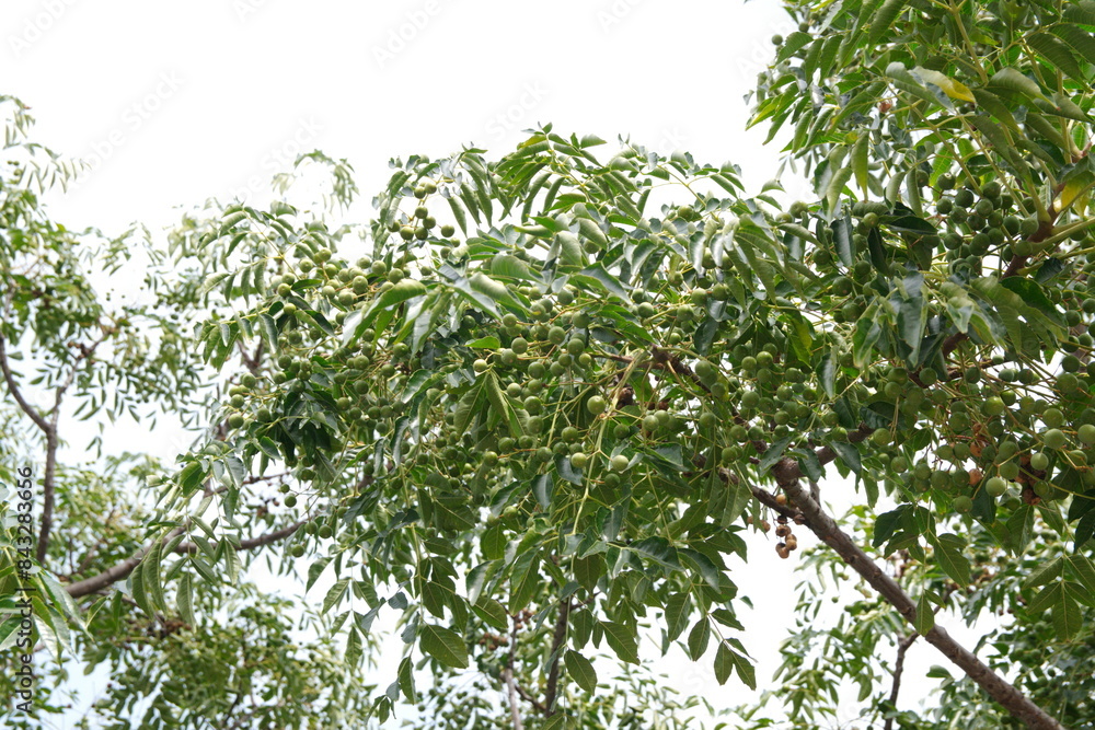 Blossom of Melia azedarach, ornamental decorative tree, commonly known ...