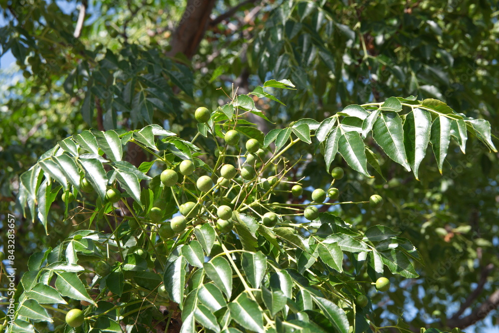 Blossom of Melia azedarach, ornamental decorative tree, commonly known ...