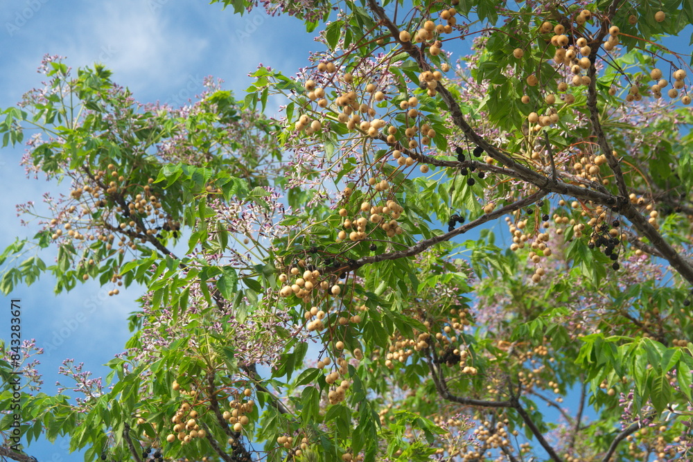 Blossom of Melia azedarach, ornamental decorative tree, commonly known ...