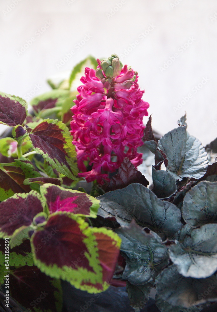 Foto de Mix of Coleus plants, hyacinth in bloom, silver begonia ...
