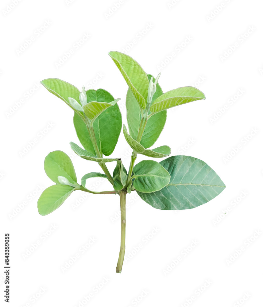 a guava plant close up photo isolated on white, a plant with guava ...