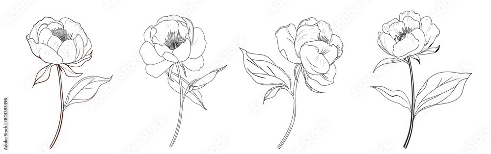 Abstract one line drawing of blooming peonies flowers vector ...