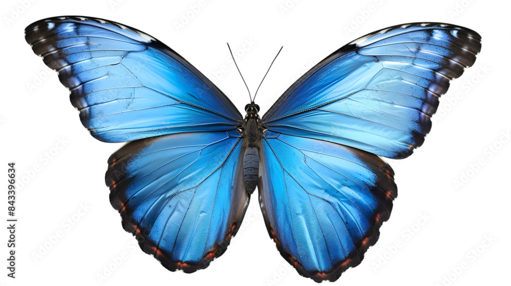 PNG Flying Blue Morpho butterfly with open wings isolated on white ...