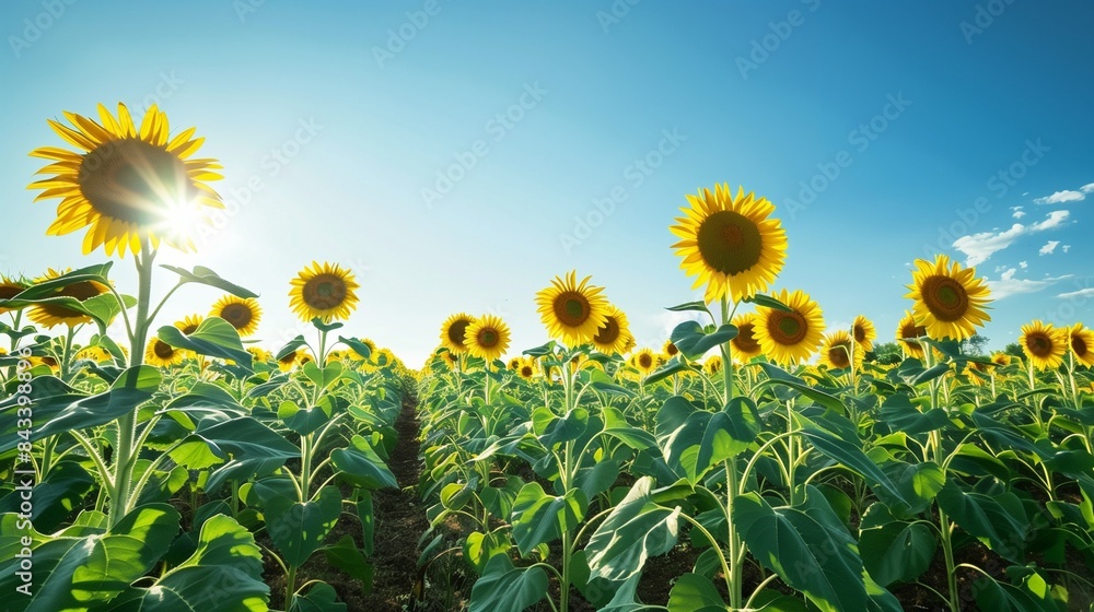 /imagine A vibrant sunflower field under a clear, bright blue sky, with ...