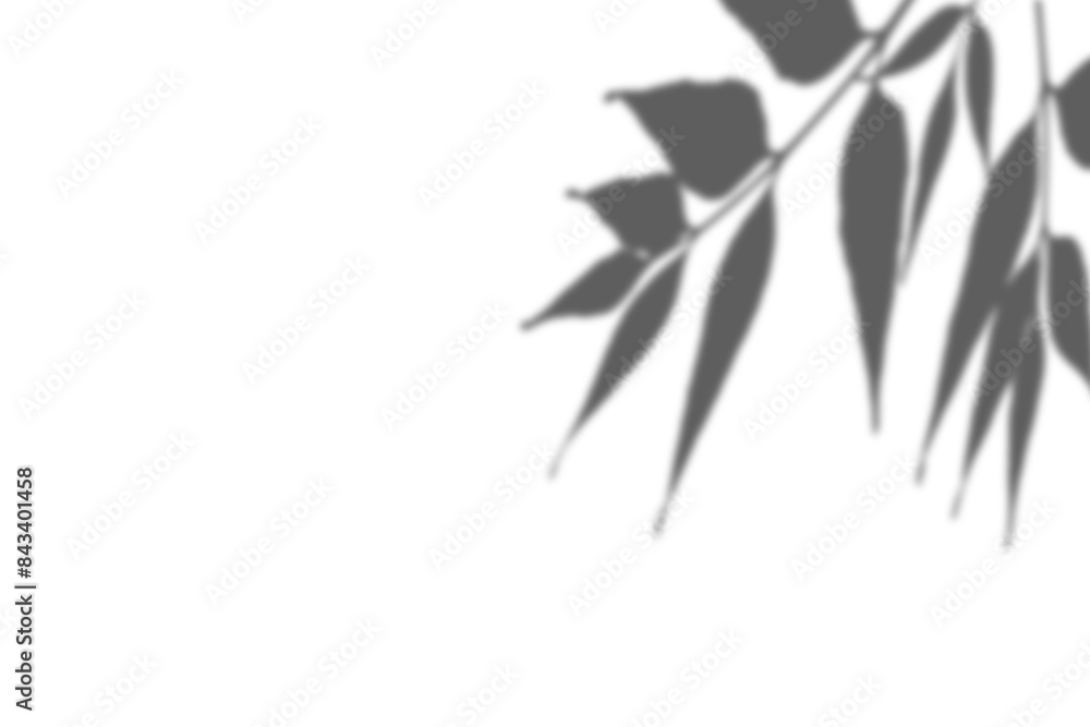 Leaf shadow overlay on white background. Ash tree leaf shadows. Overlay ...