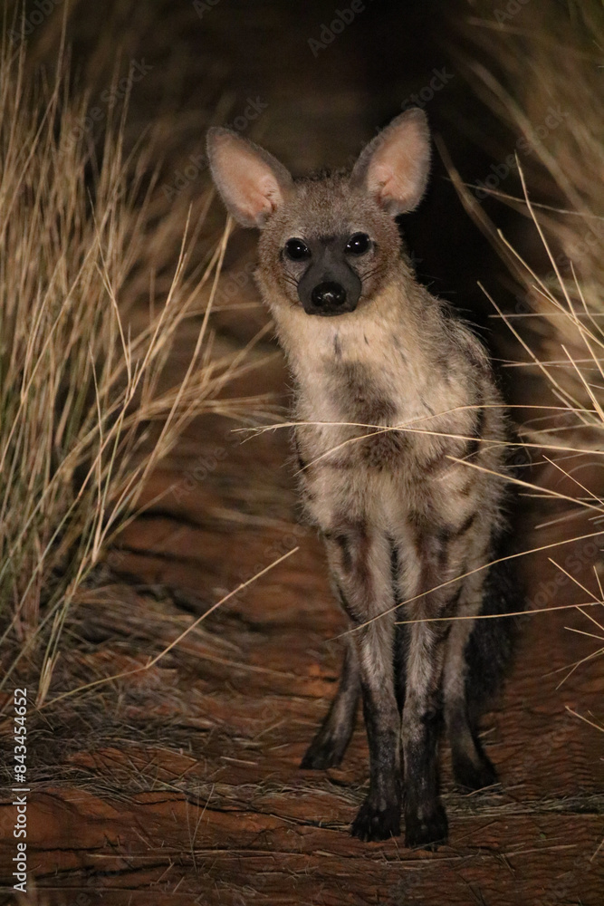 Plagát Being primarily nocturnal, burrowing, solitary and timid animals ...