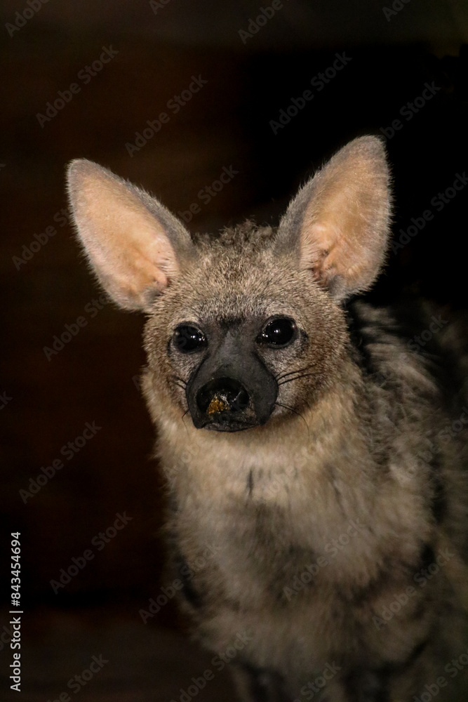 Being primarily nocturnal, burrowing, solitary and timid animals, the ...