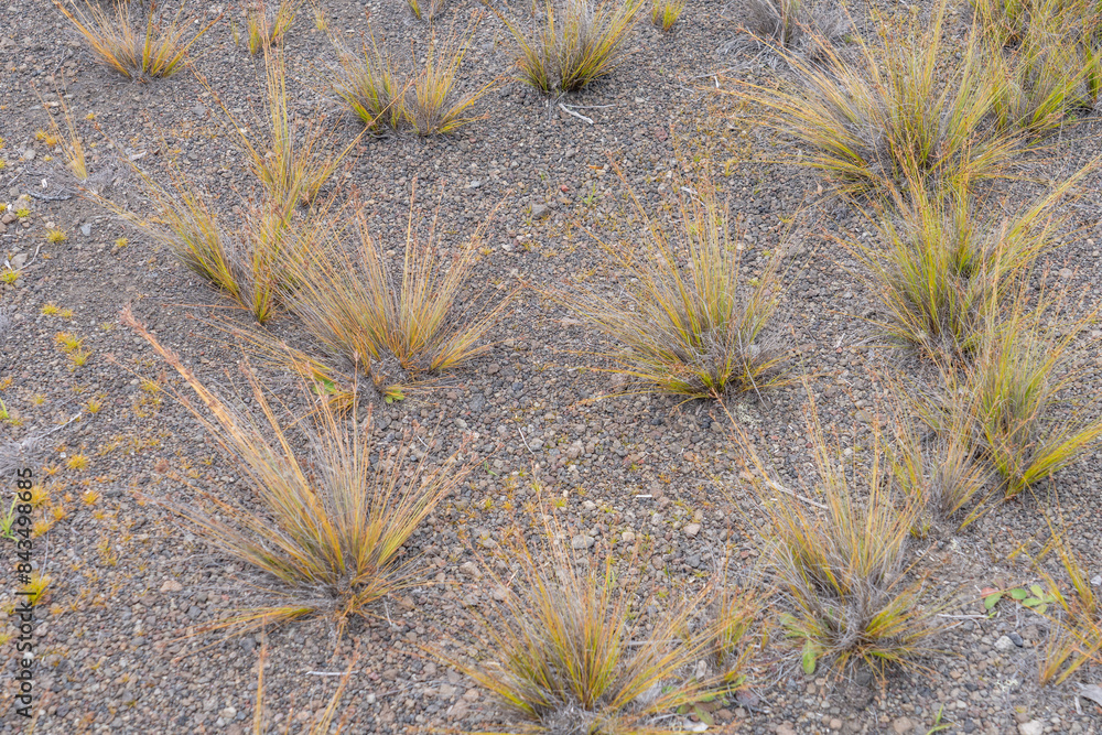 Bulbostylis capillaris is a species of sedge known by the common names ...