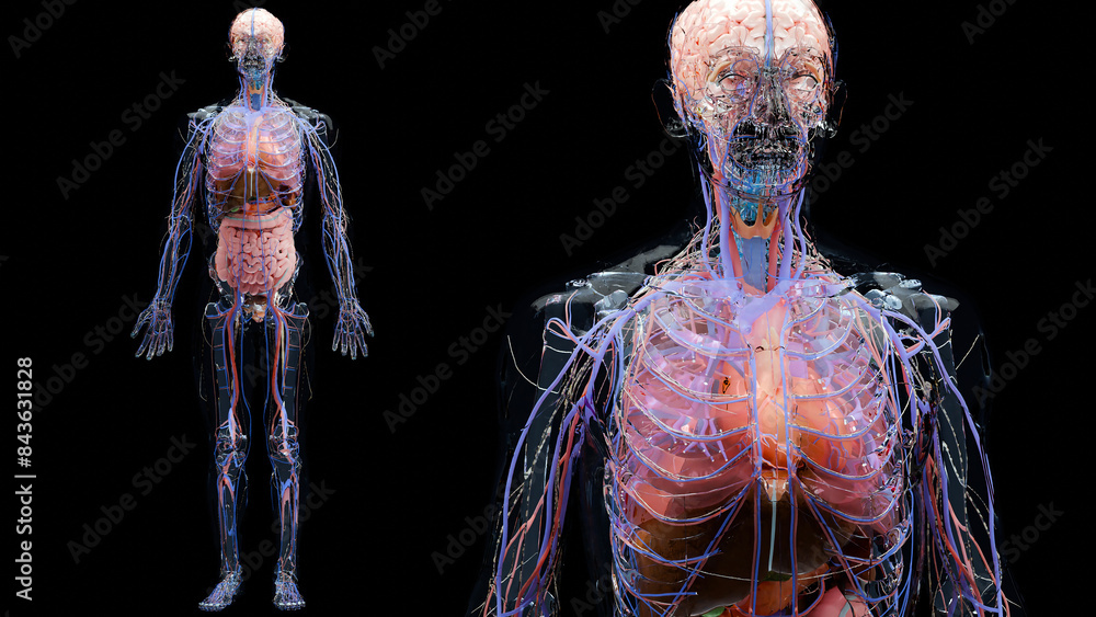 Human anatomy, internal organs and bones, respiratory and digestive and ...