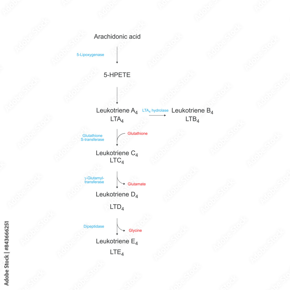Poster Diagram showing biosynthesis of Leukotriens from Arachidonic ...