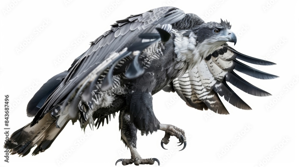 Magnificent harpy eagle stands proudly on one leg, elegantly spreading ...