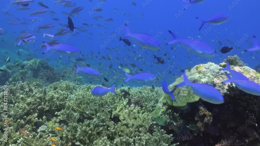 Explore the fascinating underwater world filled with diverse marine ...