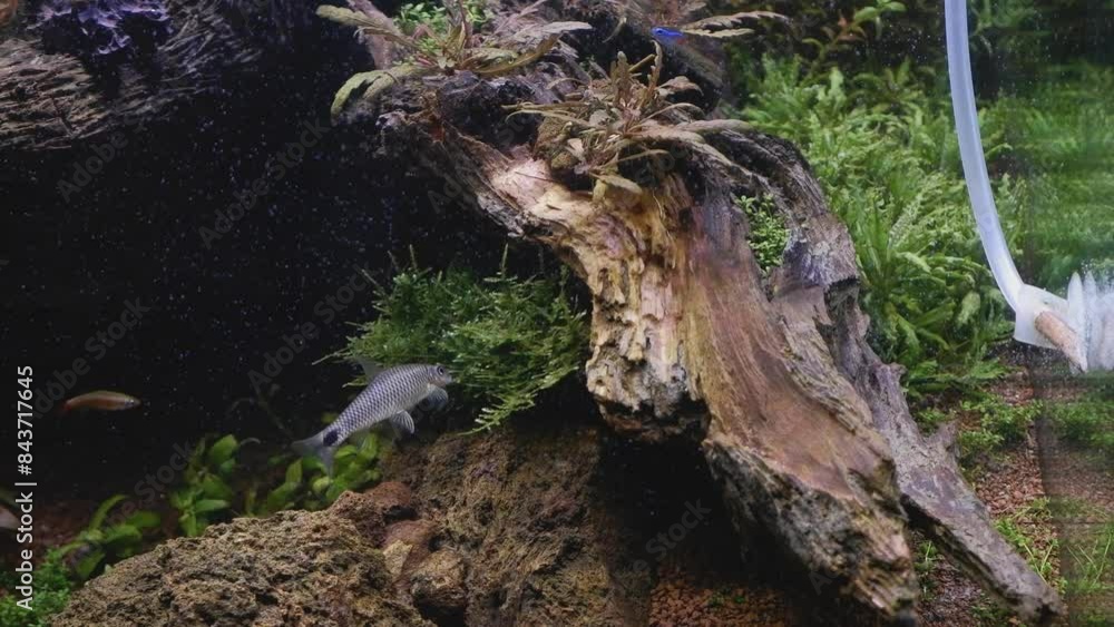 iwagumi ryoboku Amano style nature freshwater planted aquarium ...