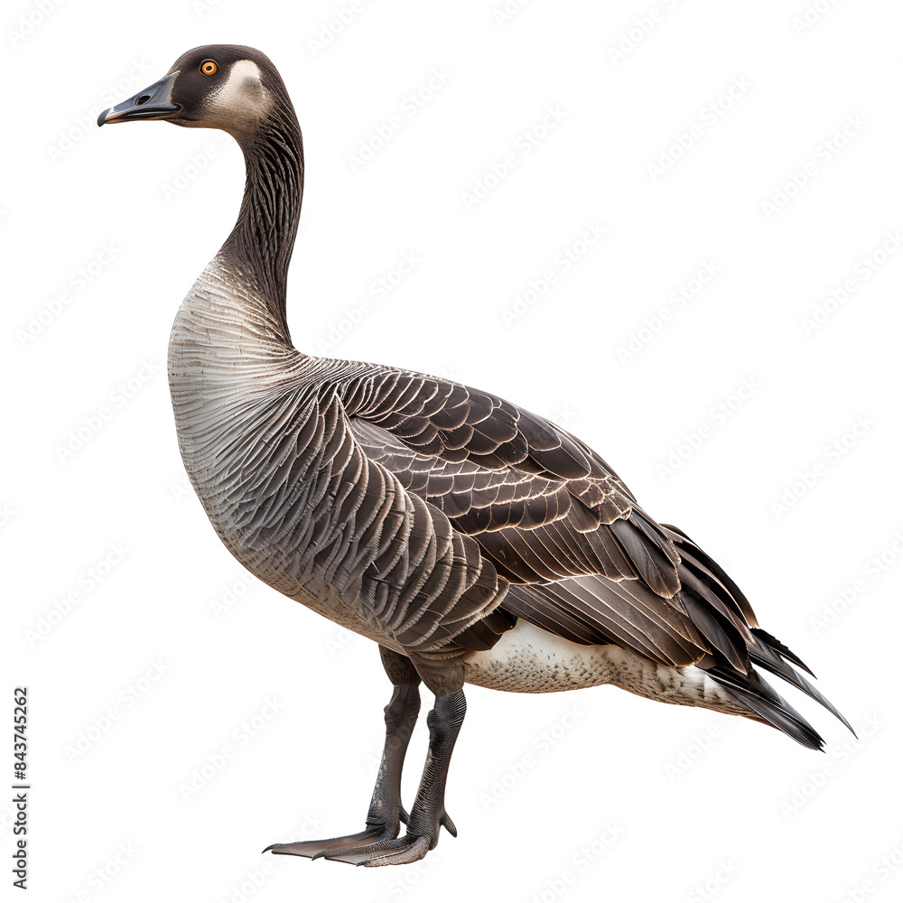png, transparency, Close-up view of a Nene goose standing isolated on ...