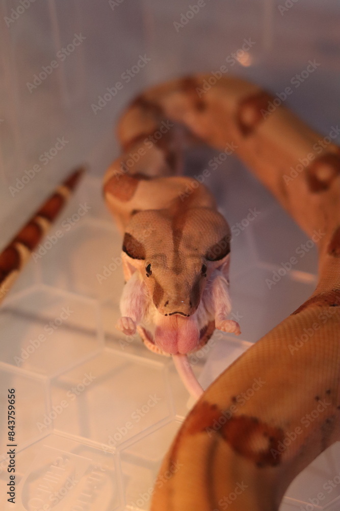 The Boa imperator sabogae, a subspecies of boa constrictor, is observed ...