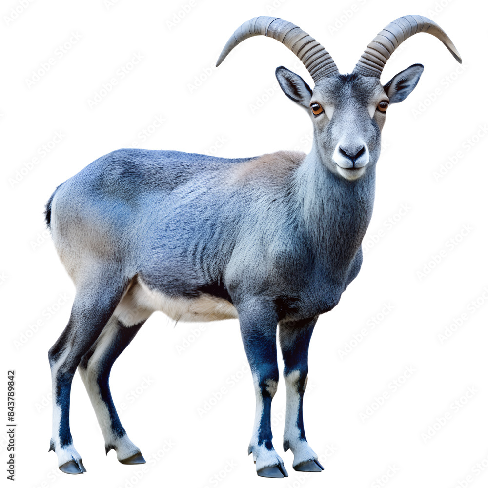 a single adult bharal standing and facing the camera. The bharal has a ...