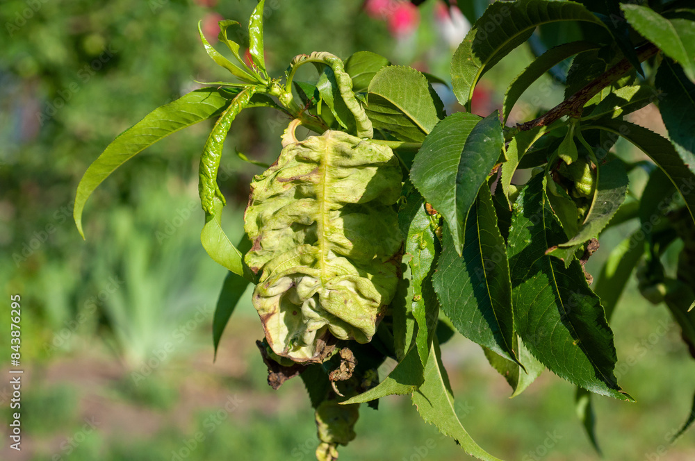 Peach tree leaves affected by leaf curl disease, displaying curled and ...