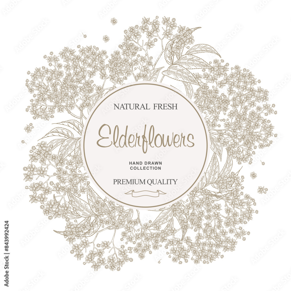 EBeautiful Elderflower branches round frame. Sambucus, Elderberry black ...