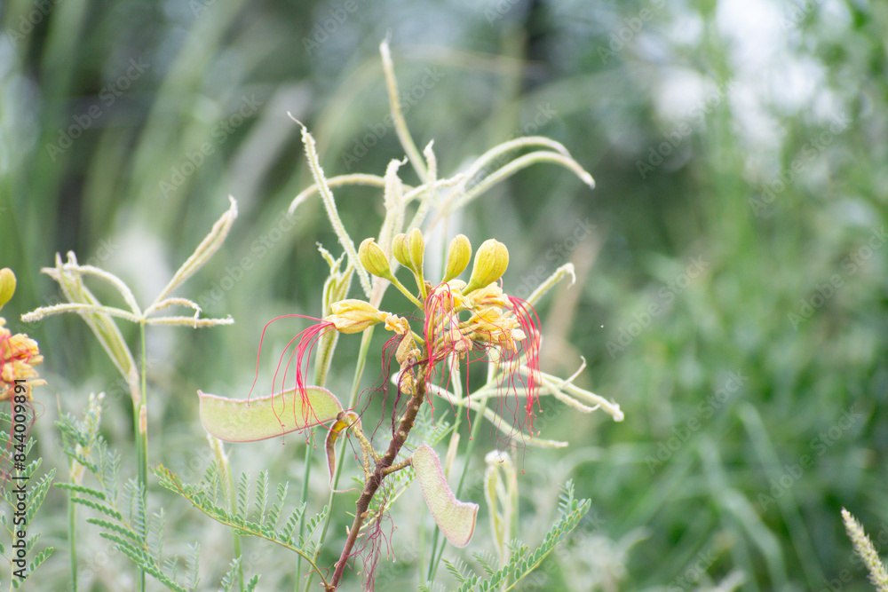 Barba de Chivo Plant (Caesalpinia Gilliesii)" Barba de Chivo Plant ...