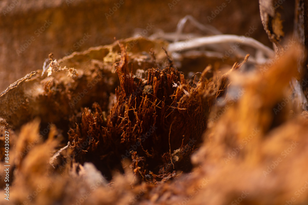 rot forming in the trunk of a papaya tree wet texture Stock Photo ...