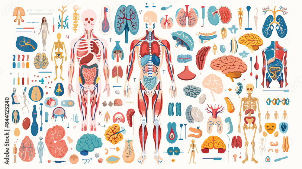 Human organ systems diagram poster clipart cartoon Stock Vector | Adobe ...