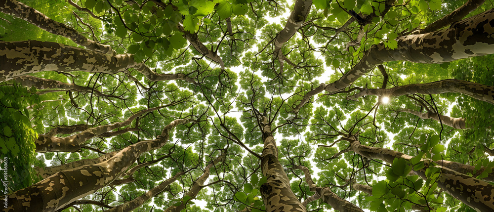 Ground-level perspective of a forest with trees showing crown shyness ...